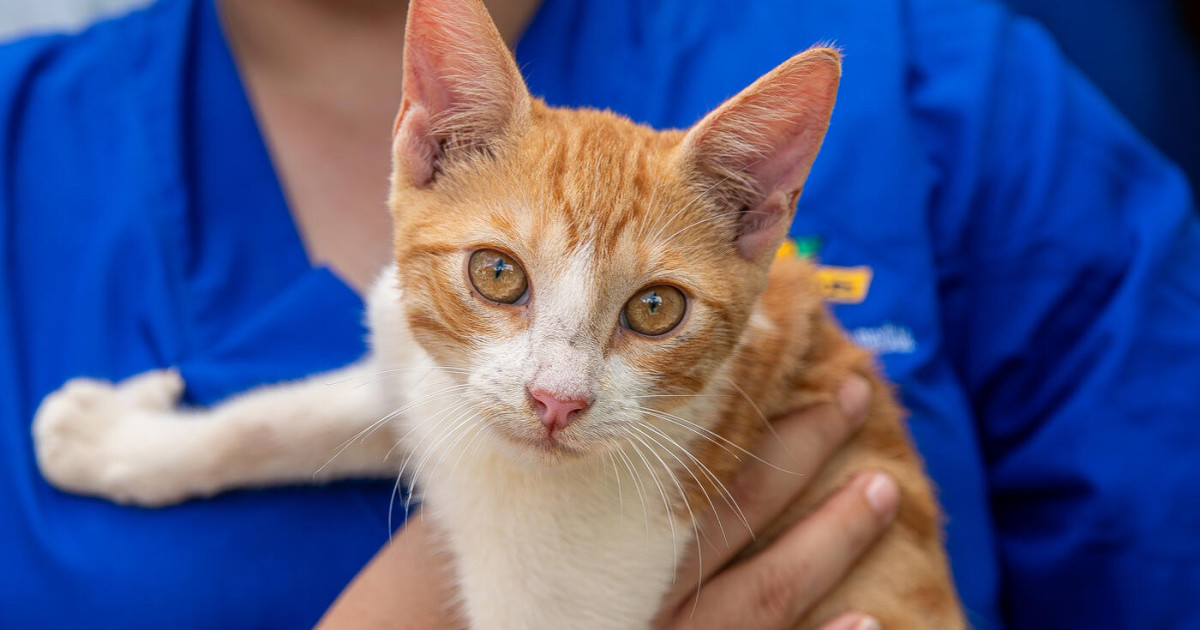 50 ways to help animals | Humane World for Animals