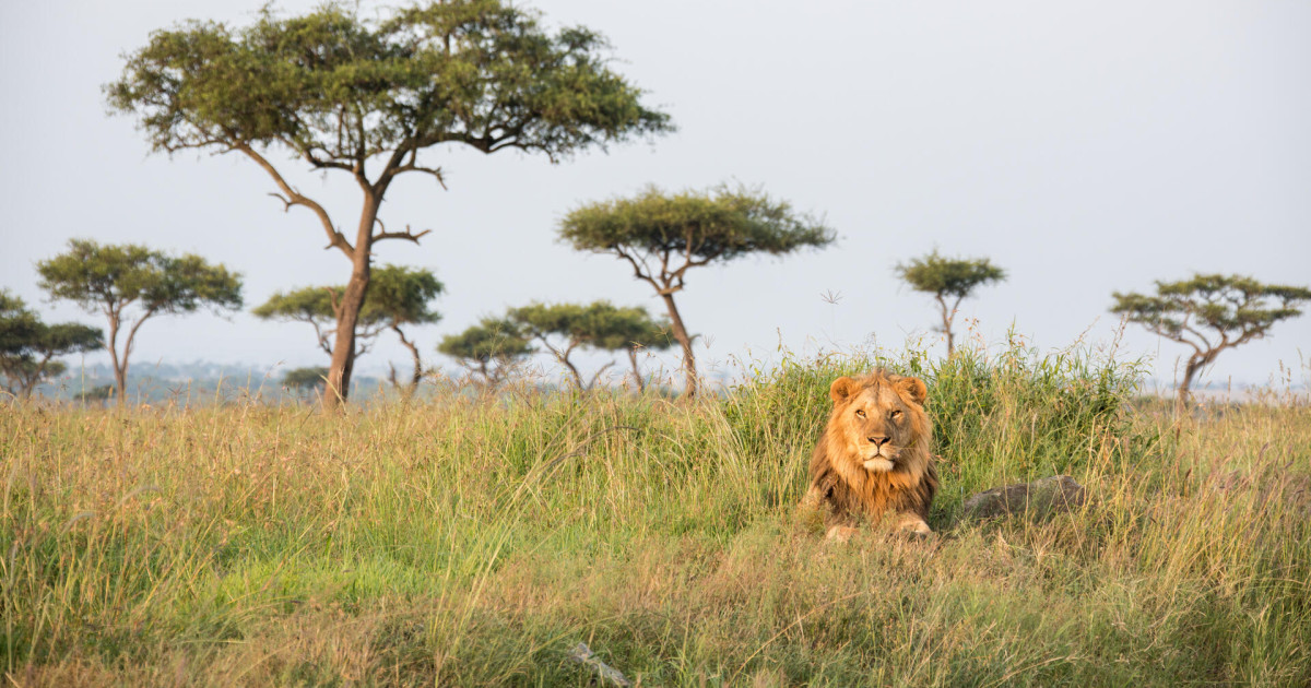 CITES decisions deliver mixed results for key African species: weakened ...