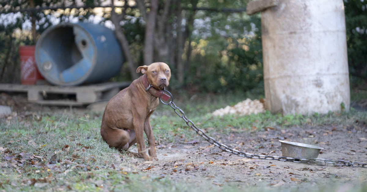 Italian 2026 budget law: amendment approved to combat animal fighting ...