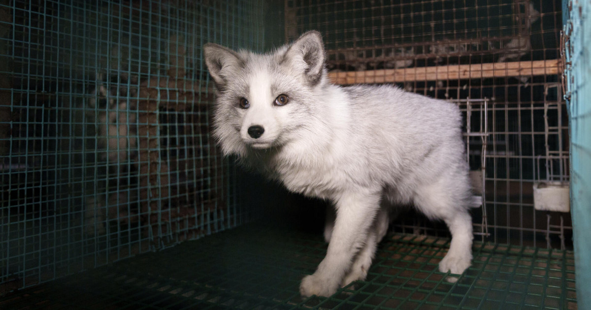 In major win for animals, New York Fashion Week goes fur-free | Humane ...