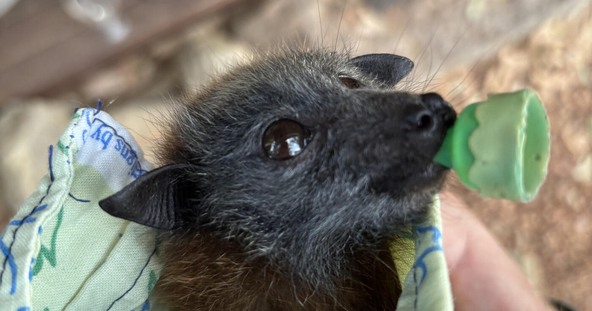 How we are helping save animals from bushfires and heatwaves in ...