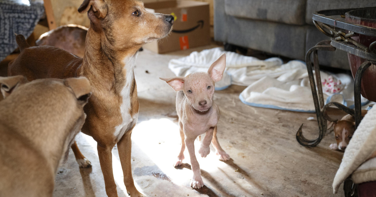 ‘A complete sensory overload’: More than 70 dogs, birds and horses ...