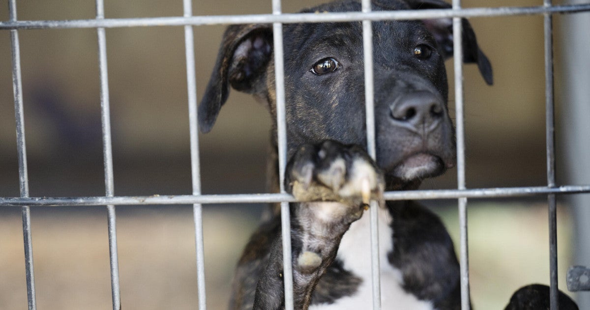 Animal welfare leaders welcome multi-agency government strategy to ...
