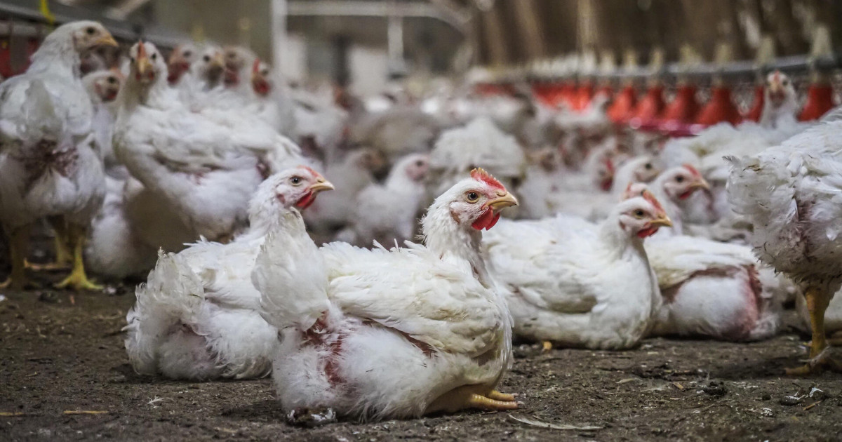 USDA prioritizes cruelty ahead of animal welfare and worker safety at ...