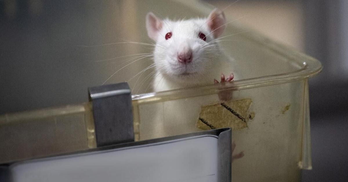 7 Alternatives to Animal Experiments | Humane World for Animals