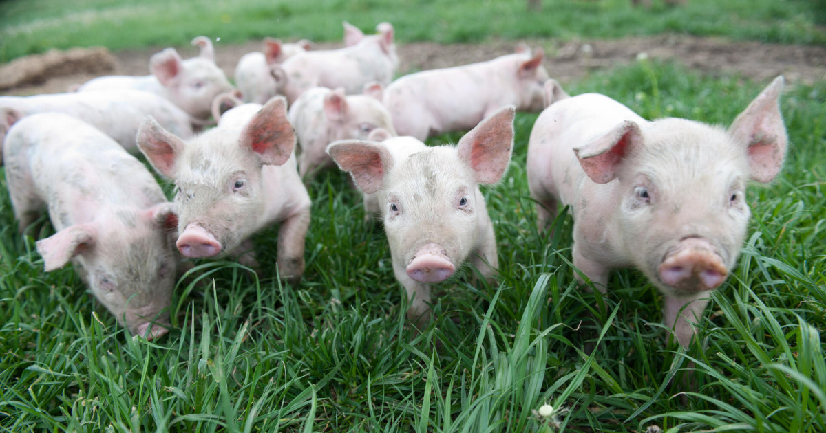 Animal welfare laws threatened as Farm Bill passes U.S. House in ...