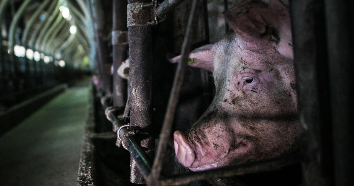 What’s happening with California Prop 12, the Farm Bill and Save Our ...