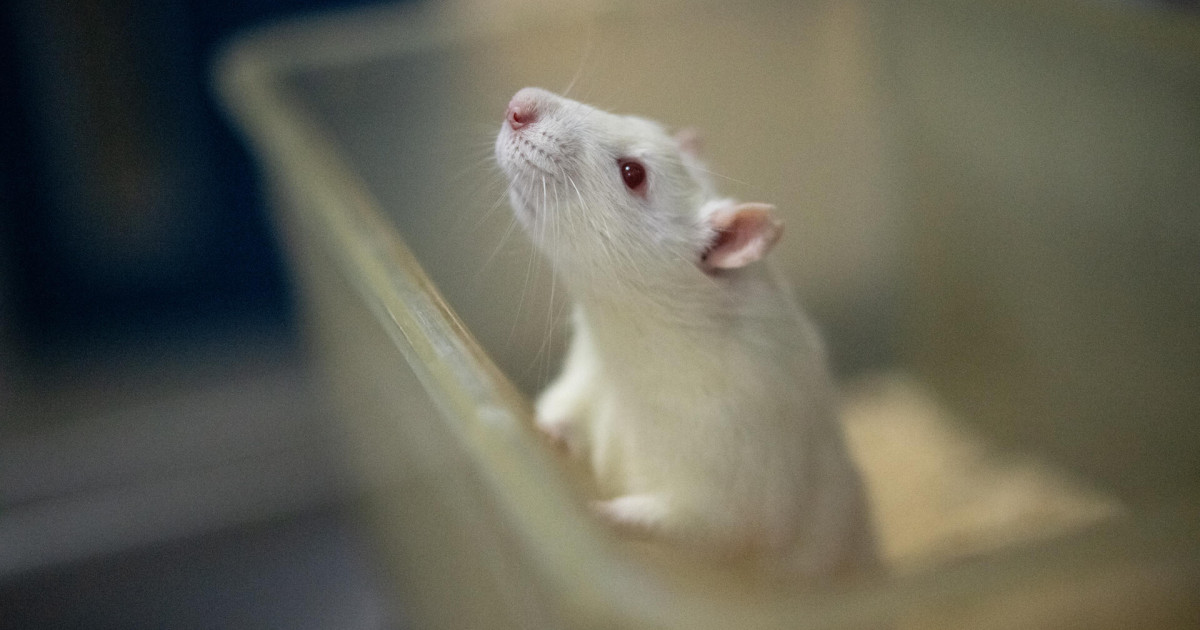 EPA takes additional steps to replace animal use in testing with non ...