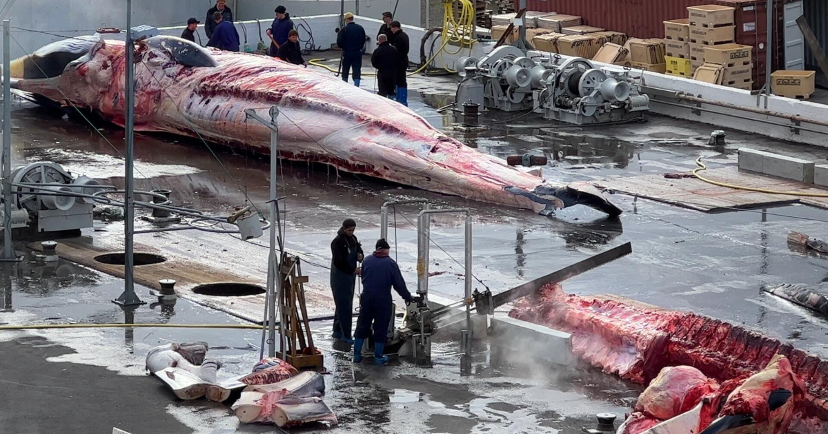 Campaigners react in horror as the first fin whales are killed in ...