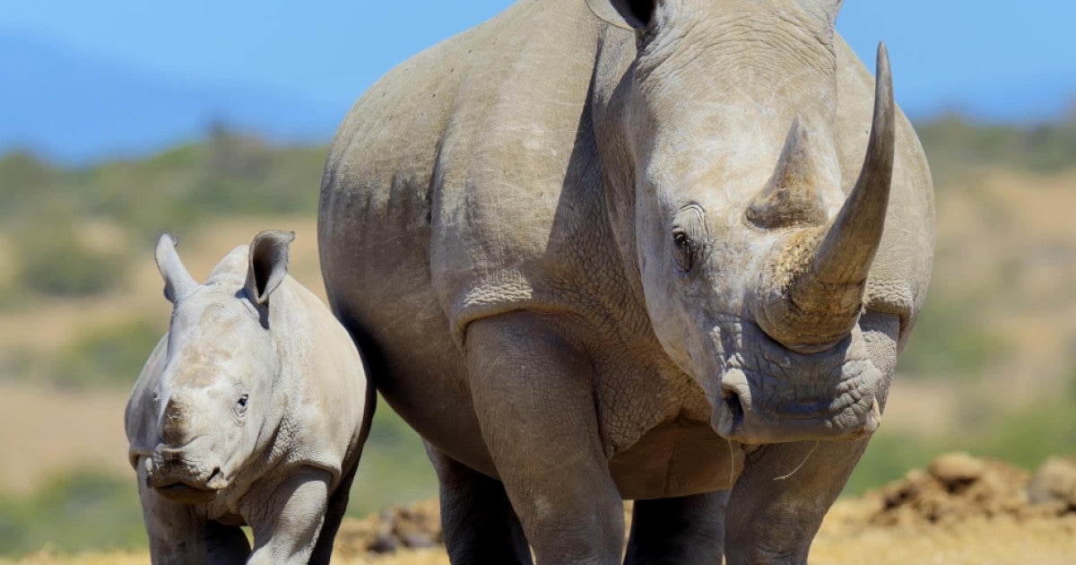 On World Rhino Day, Chinese animal protection groups urge China’s ...