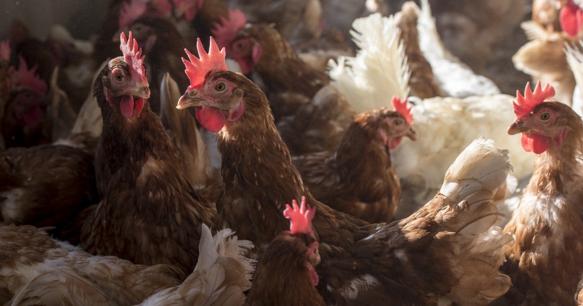 Juan Valdez joins the global cage-free egg movement | Humane World for ...