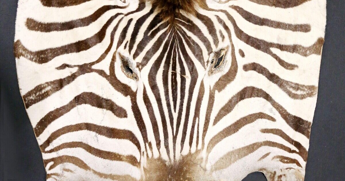 Belgium to ban hunting trophy imports to protect wildlife | Humane ...