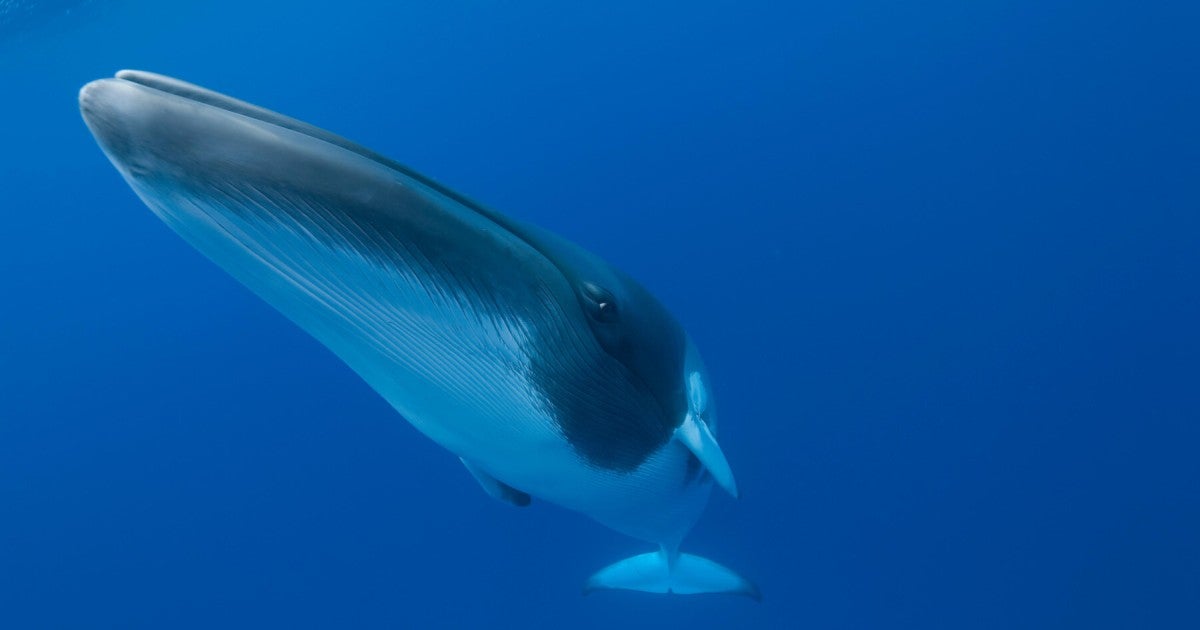 Iceland will allow commercial whaling to resume in ’devastatingly ...