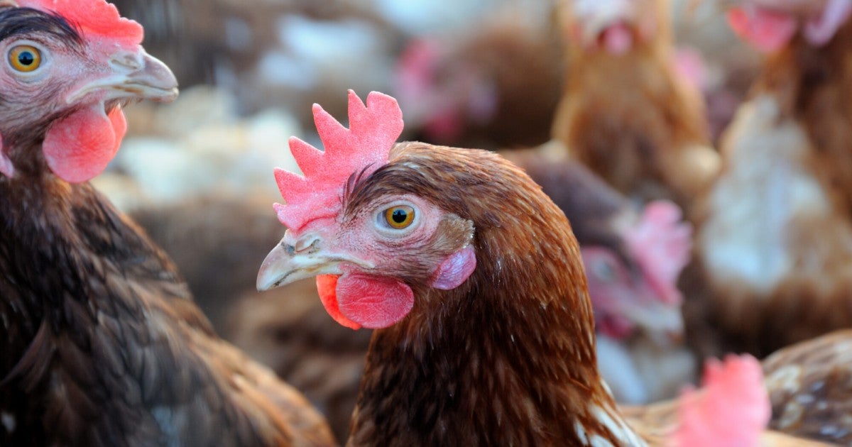 Cage-free egg movement grows in Thailand | Humane World for Animals
