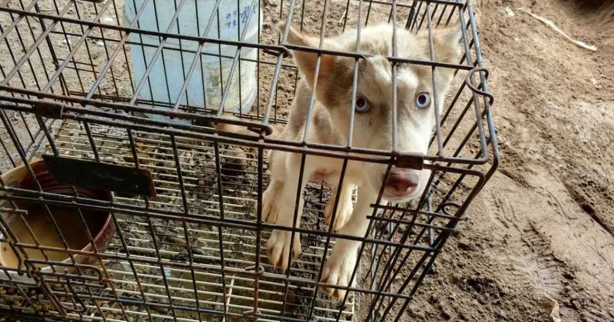 Chinese animal groups uncover warehouse in Beijing suburb holding dogs ...