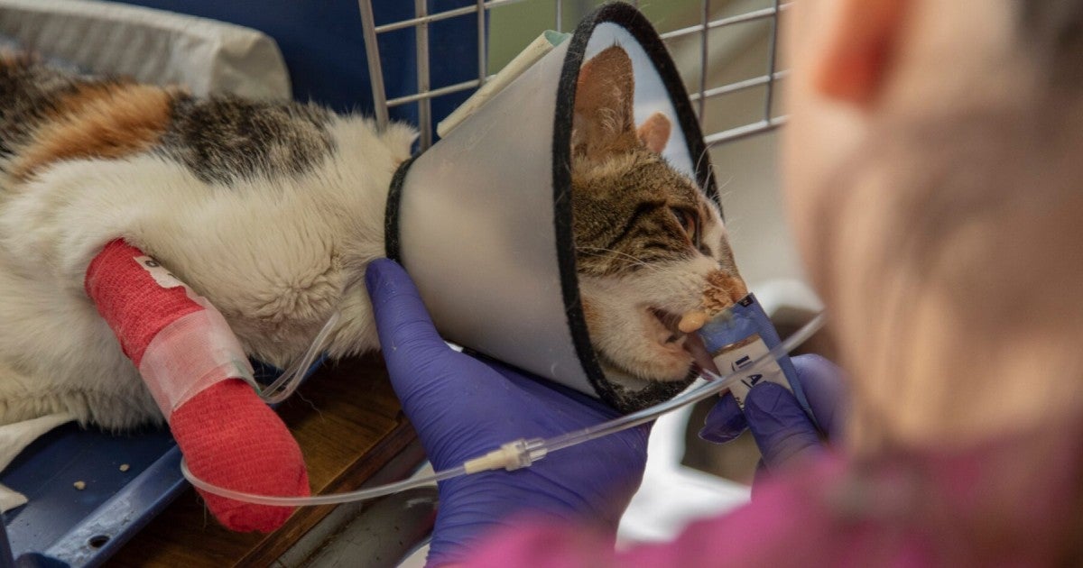 HSI’s animal rescuers are deploying to help animals injured and ...