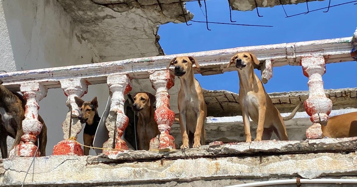 Newly elected legislators urged to protect animals in the Mexican ...