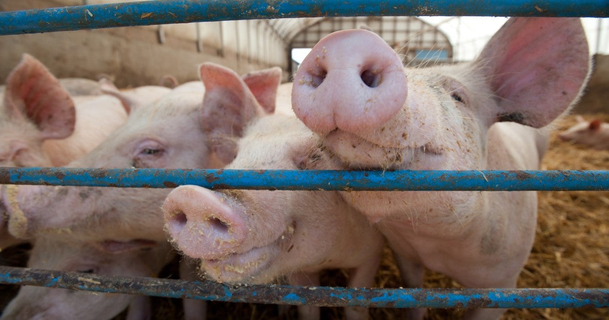 New Senate bill resurrects disastrous threat to animal protections and ...