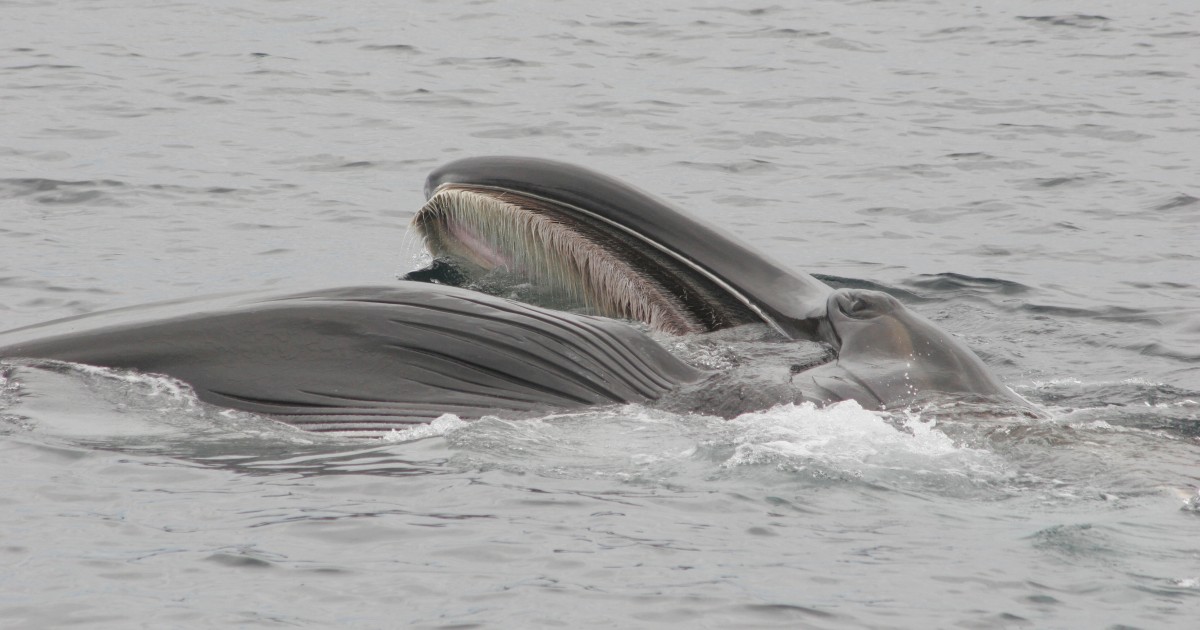 Japan’s new mega whaling ship launches killing season amid alarm at ...
