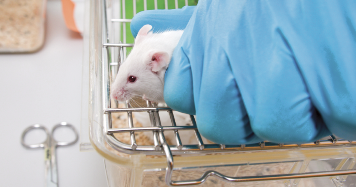 About Animal Testing | Humane World for Animals
