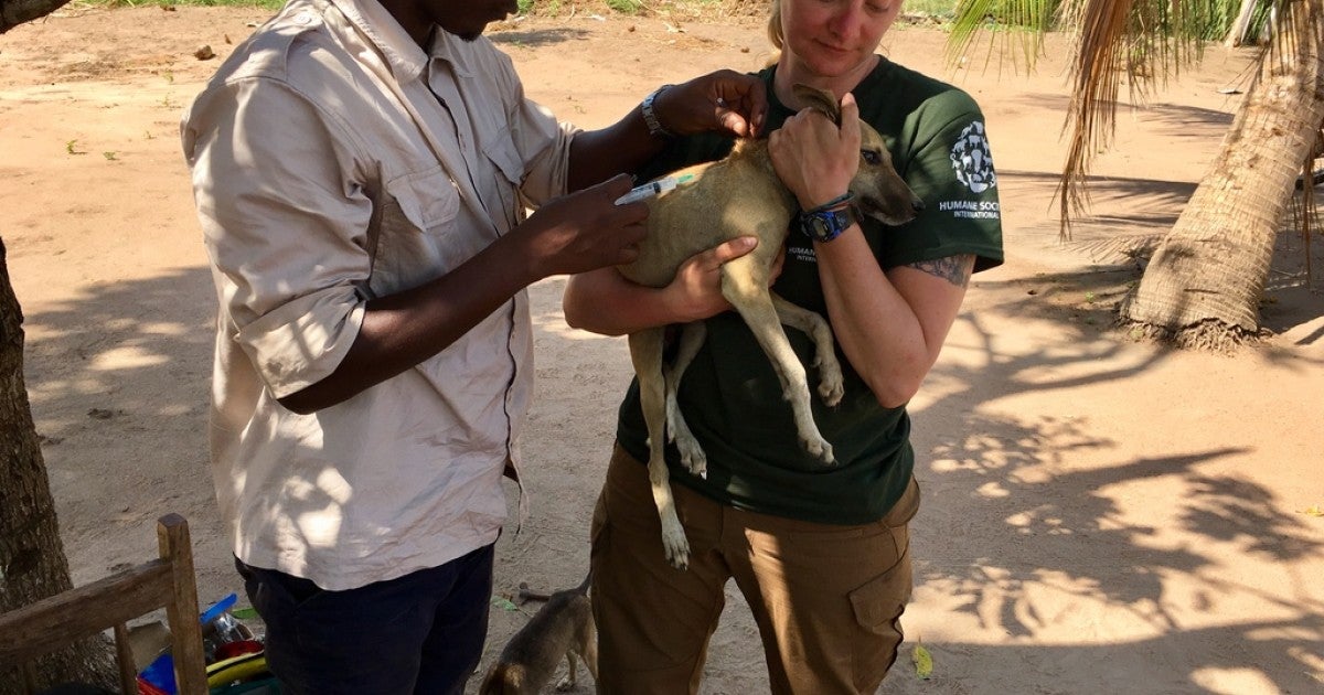 PHOTOS & VIDEO – Cyclone Idai: Animals receive emergency aid from ...