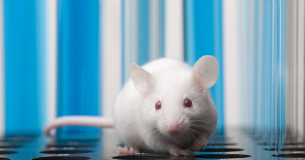 Humane Society International and Japanese Coalition for Animal Welfare ...