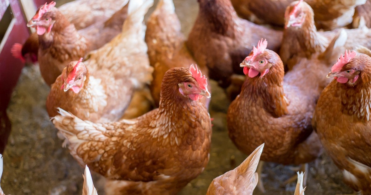 Thai restaurants put animal welfare first by going cage-free on World ...