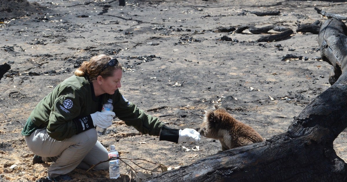 VIDEO: Search & rescue mission for wildlife survivors on Australia’s ...
