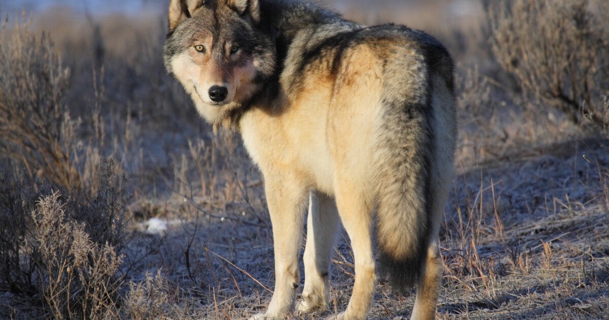 Animal protection NGOs deplore decision to downgrade wolf protection ...