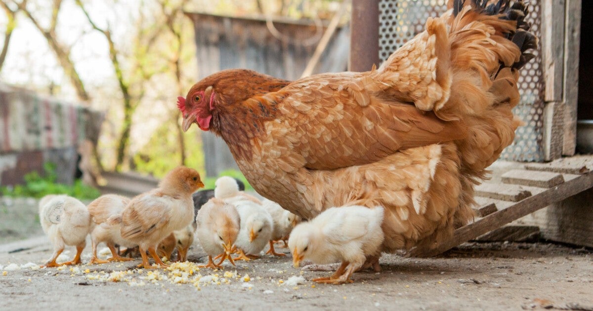 In time for World Egg Day on October 14, Sofitel Saigon Plaza implements its cage-free egg ...