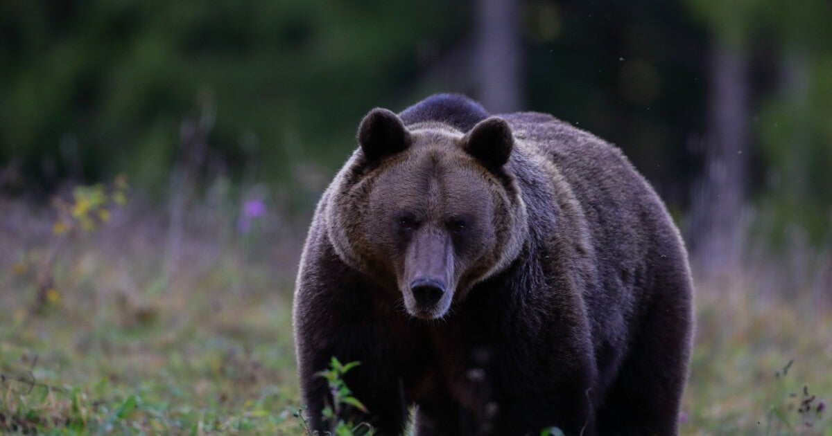 Humane World Privacy Policy | Humane World for Animals