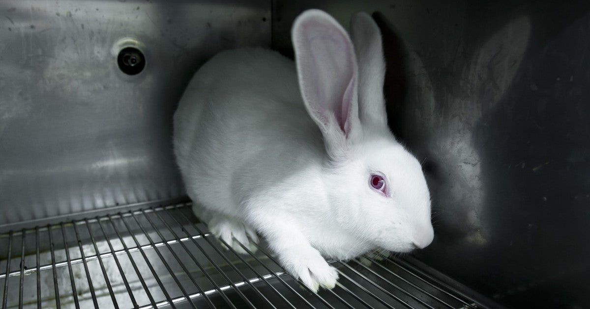 Public Demands Animal Testing Bans