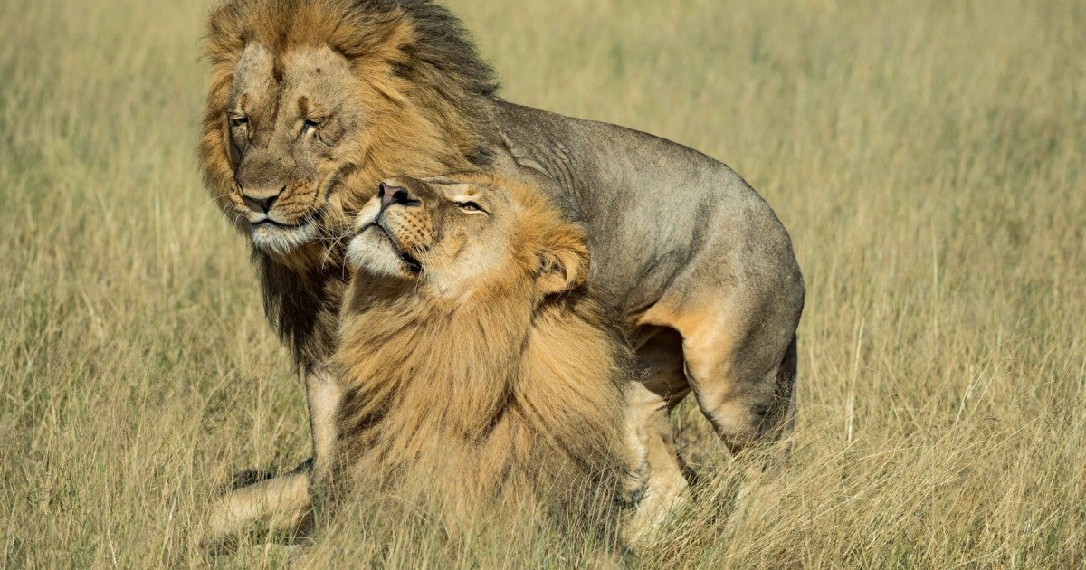Cecil the lion’s heirs may be the next trophy hunting target | Humane World for Animals