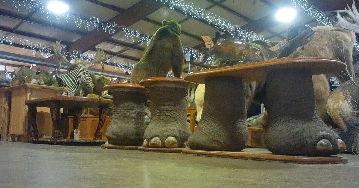 Shocking undercover investigation exposes auction house of horrors ...