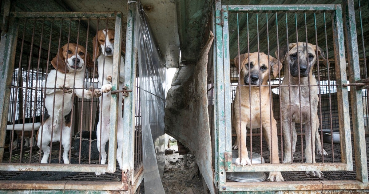 South Korea’s dog meat ban taskforce announces short delay in ...