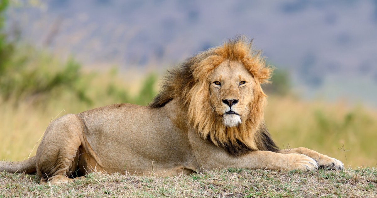 Rishi Sunak and Liz Truss urged to set out leadership plans for animal ...
