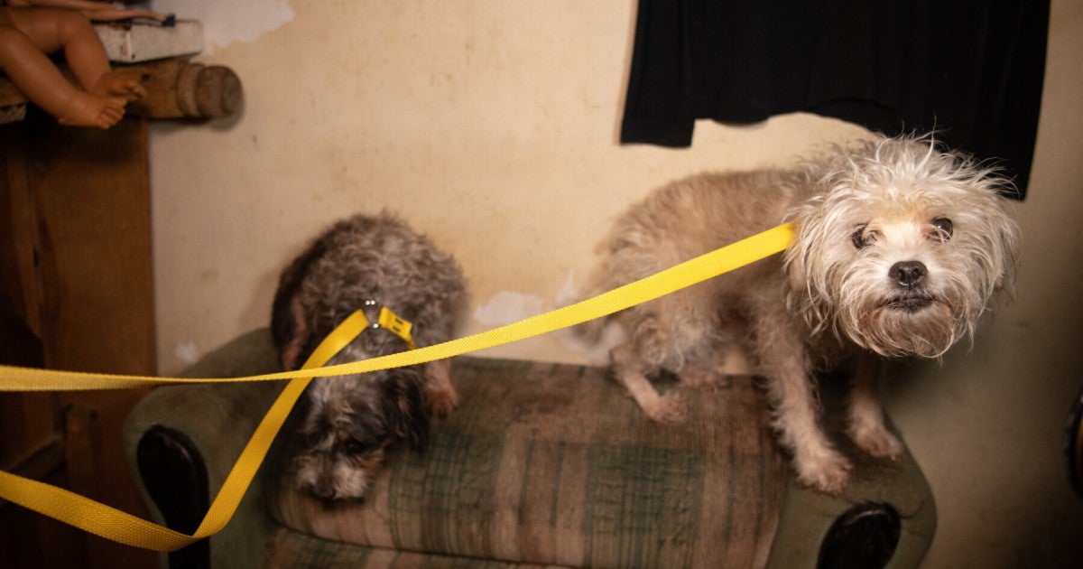 Twenty-three dogs are rescued from feces-filled, squalid neglect case ...
