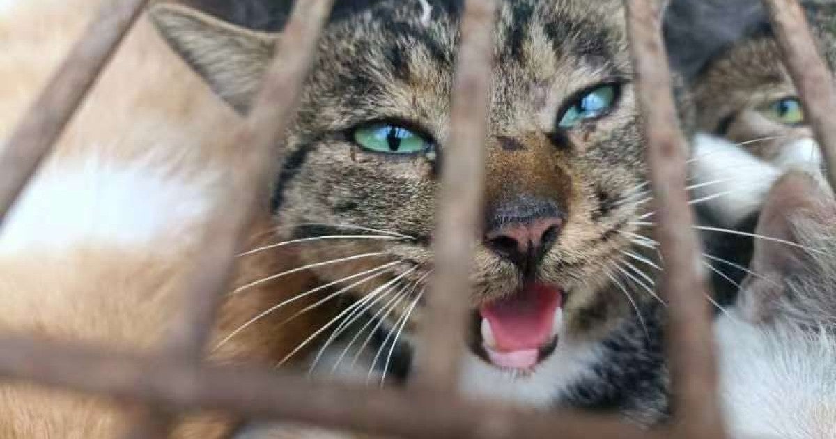 Criminal gang arrested in China for luring cats with protected live ...