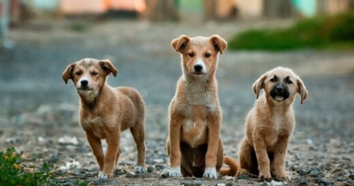 Humane Society International/Mexico will carry out first-of-its-kind ...