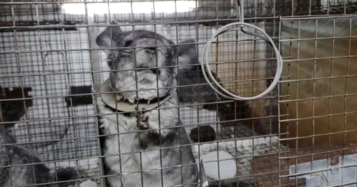 Secret filming shows rooms stacked full of caged chinchillas in Romania ...