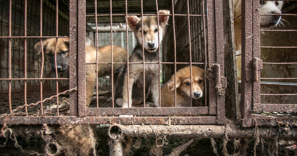 Young Koreans feel pressured to eat dog meat by their elders despite ...