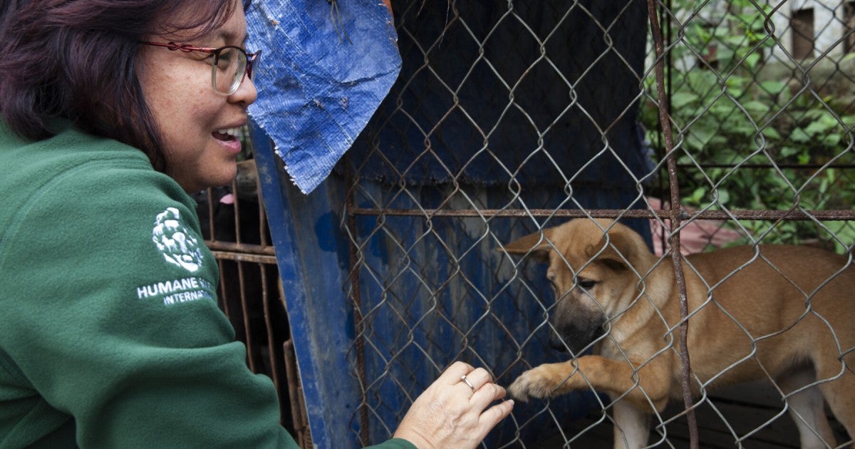 Dog slaughterhouse and restaurant in Viet Nam that had killed thousands ...