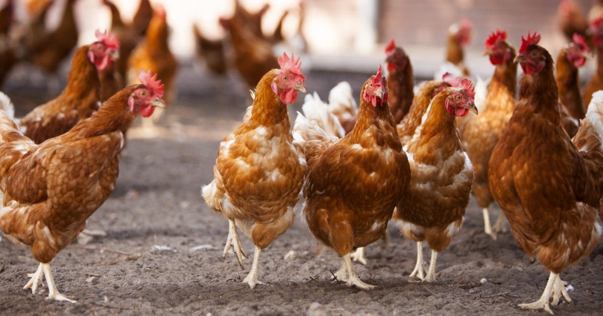 Big win for hens: Three Bangkok restaurants join the race toward 100% ...