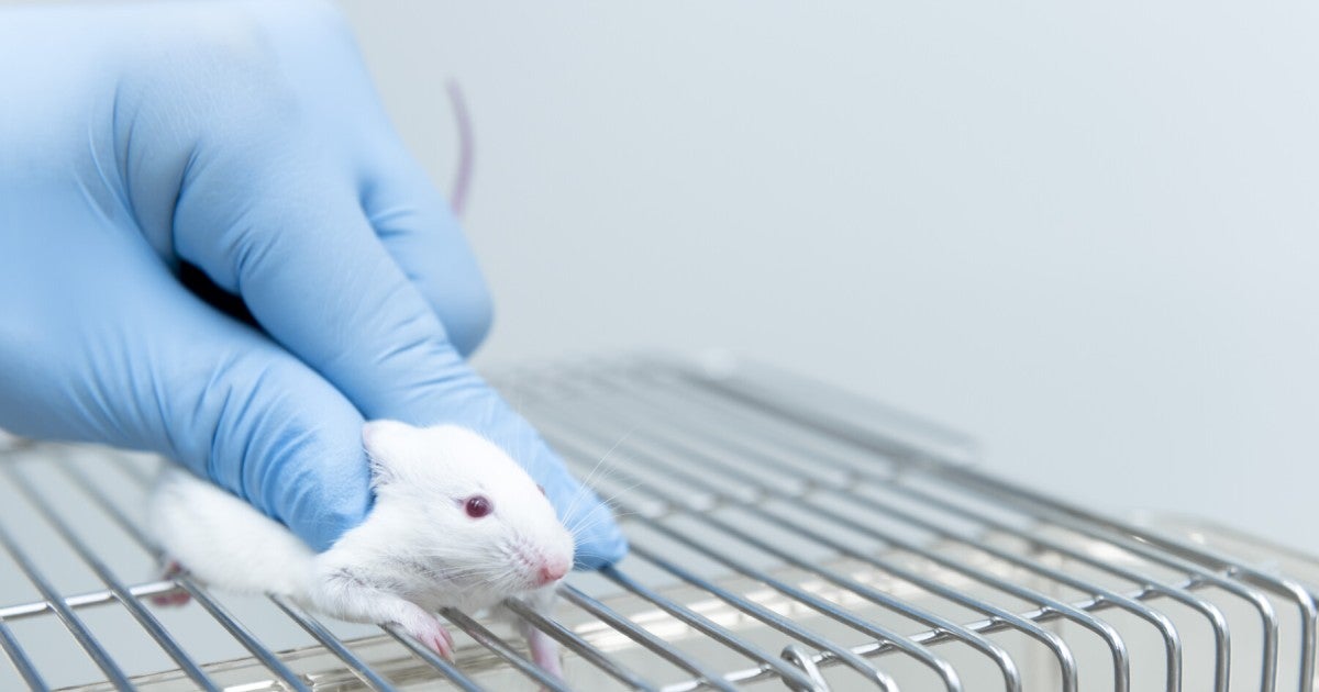 End Animal Testing European Citizens’ Initiative validated with over 1. ...
