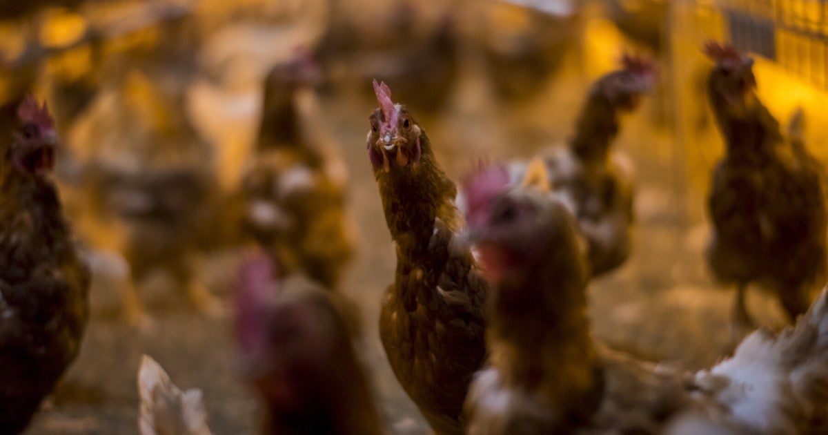 EFSA supports ending caged confinement for laying hens | Humane World ...