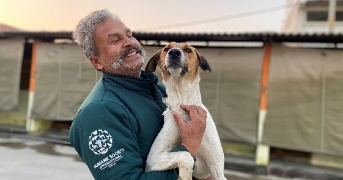 Humane Society International spays/neuters 50,000 dogs in Uttar Pradesh ...