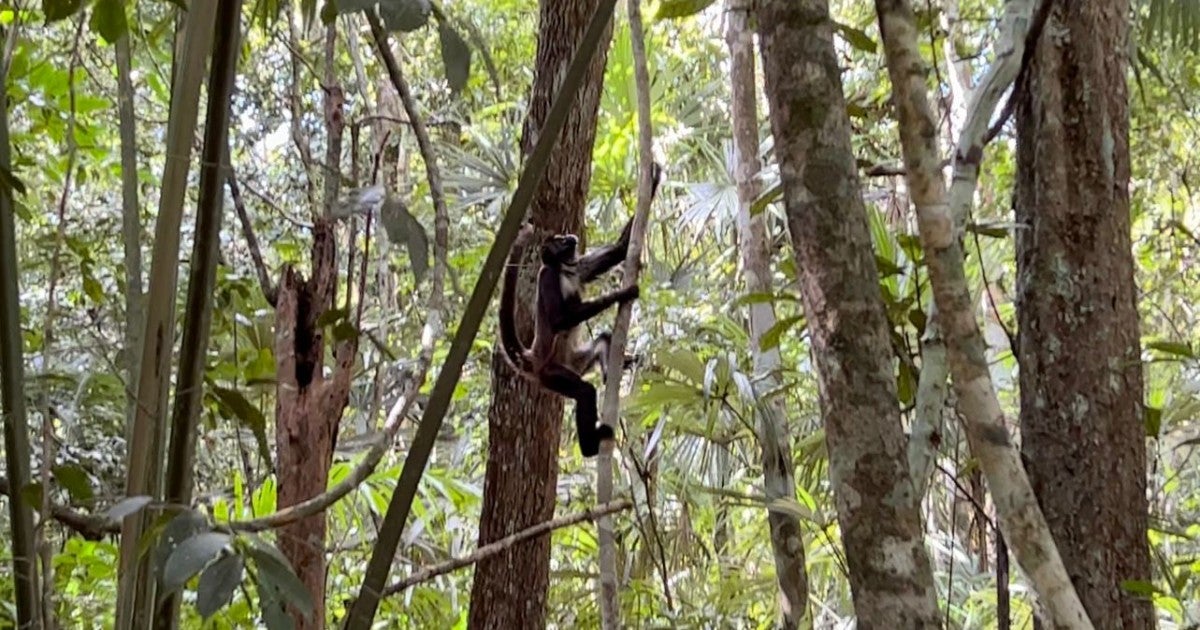 Thirteen spider monkeys regain their freedom in Peten | Humane World ...