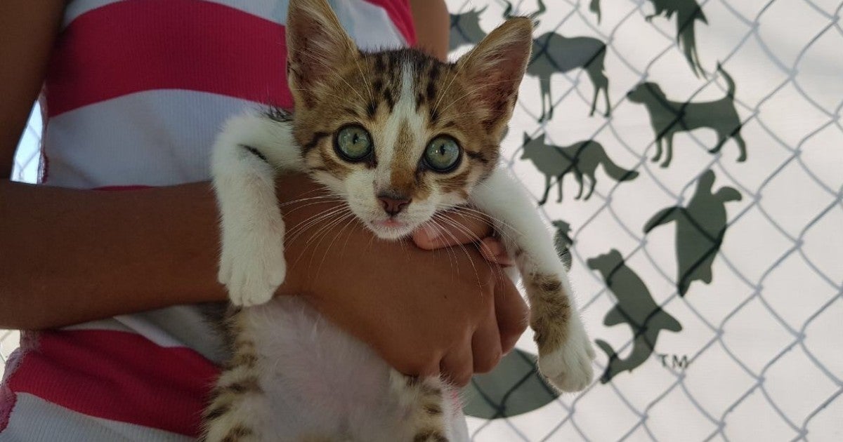 HSI/Mexico launches program to improve companion animal welfare and ...