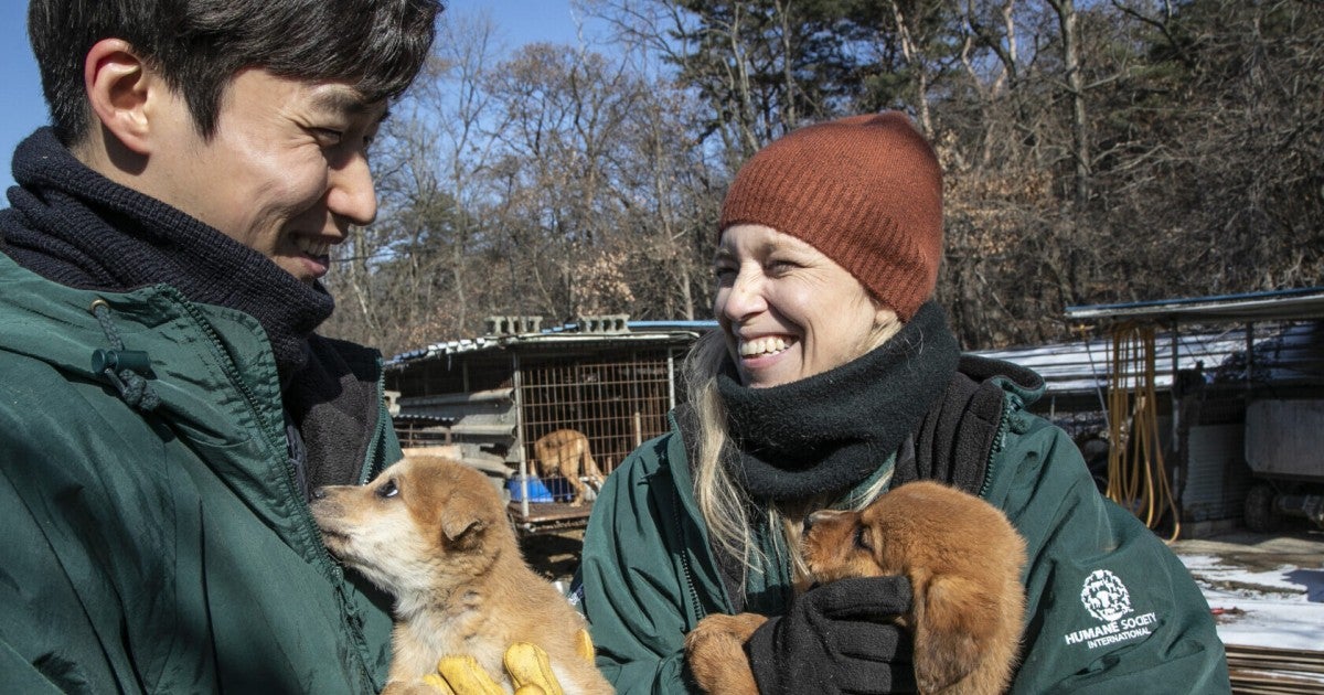 Closing South Korea’s dog meat farms | Humane World for Animals