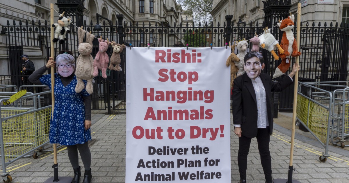 Rishi Sunak urged: stop ‘hanging animals out to dry’ by animal ...